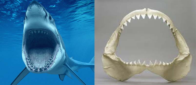 Scientists Reveal Human Jaw Mystery [1 min read]