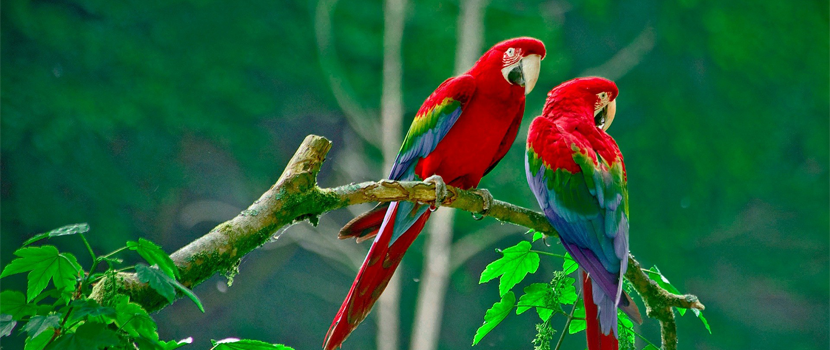 First Parrot Fossil Unearthed [1 min read]