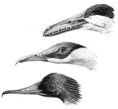 Complex Structures inside Bird’s Beak [1 min read]