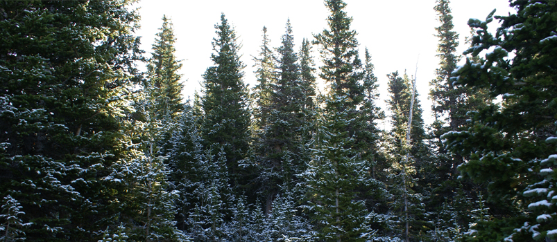 Global Temperature Affects Subalpine Forests [1 min read]