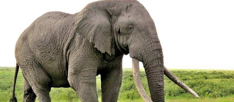 EVIDENCE STRENGTHENING ELEPHANT’S INTELLIGENCE AND SELF-AWARENESS [1 ...
