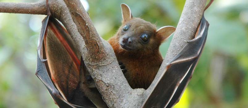 RED LIGHT HAS NO DISTRUPTIVE EFFECT ON BATS [1 min read]