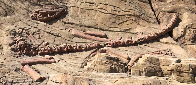 World's First Scientifically-Described Dinosaur Fossil Discovered [1 ...