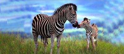 New Era of Animal Coloration Research [1 min read]