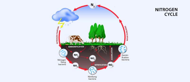 Microbiologists Provides Supreme Insight into the Earth's Nitrogen ...