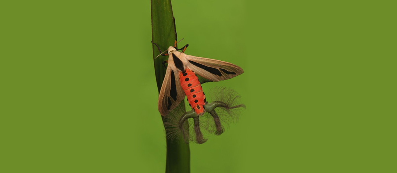 A Peculiar Moth with Hairy ‘Butt Appendages’ on Earth [1 min read]