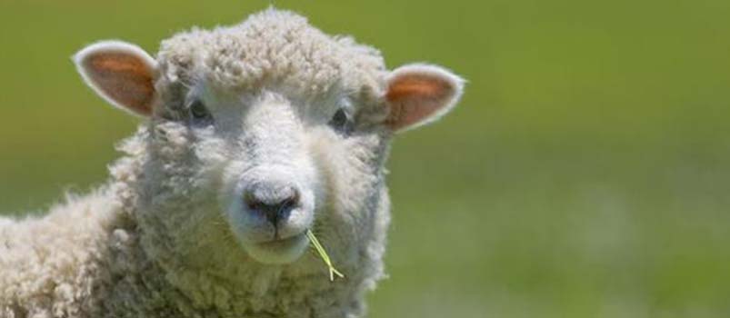 First Human-Sheep Hybrid: A Ray of Hope for Transplantation [1 min read]