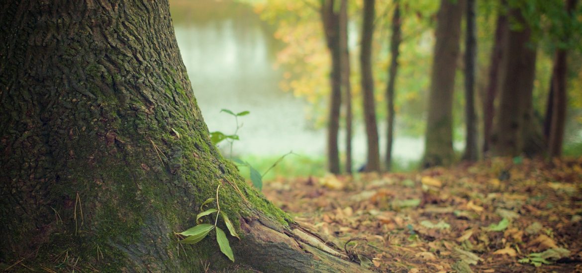 Air Pollution Leads To Tree Malnutrition [1 min read]