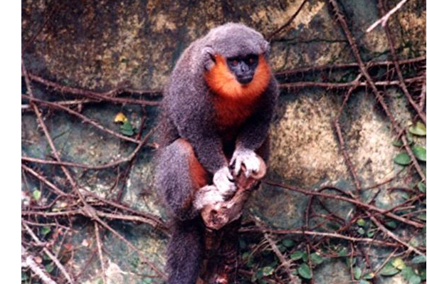 Xenothrix – Jamaican Monkey [1 min read]