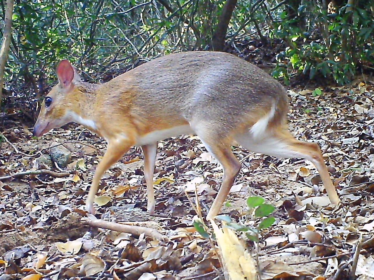 Silver-Backed Chevrotain: A Mysterious Fanged Creature Found [1 min read]