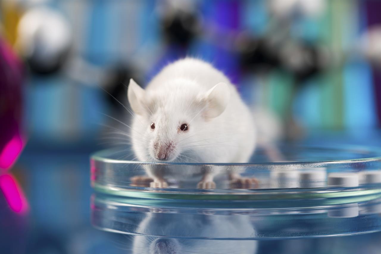 Scientists Have Discovered Immune Cell Subtype in a Mouse [1 min read]