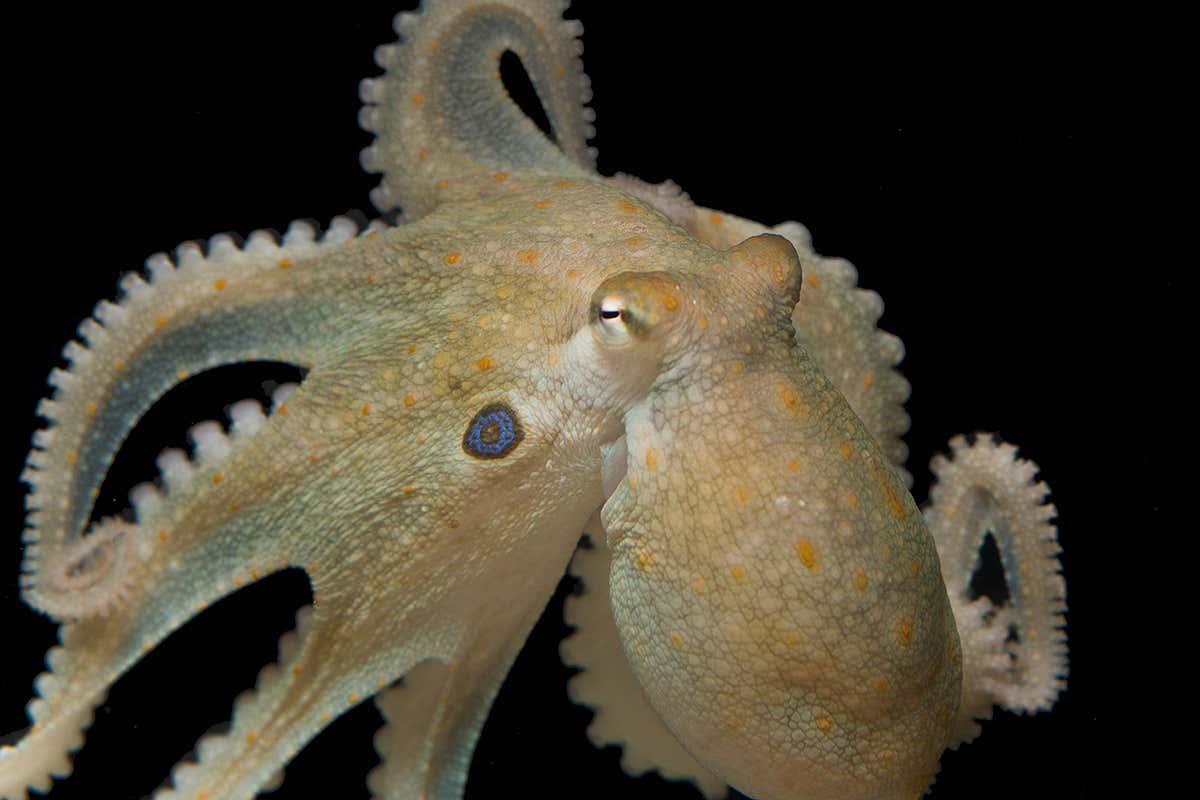 Know About Squid Brain [1 min read]