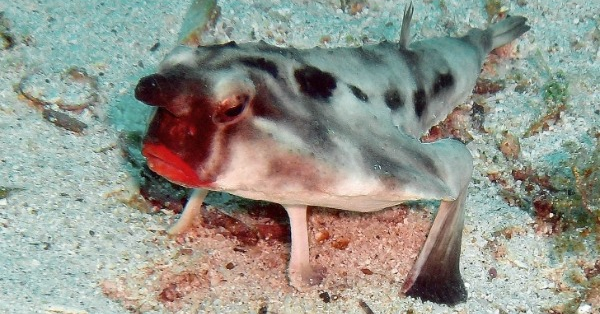 Red-Lipped Batfish [1 min read]