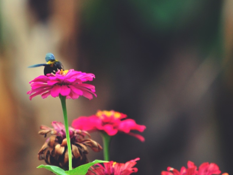 Top 5 Tips for Capturing Best Nature's Shots [1 min read]