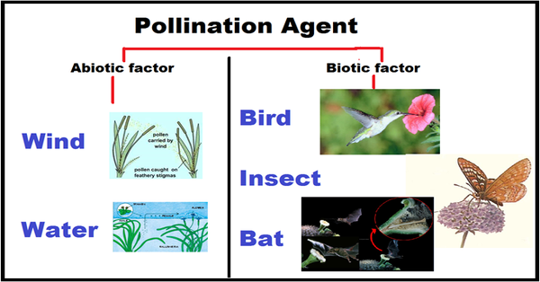 Pollination By Different Agents [1 min read]