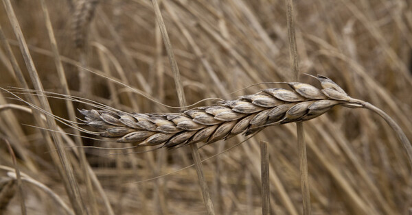 Alternatives to Traditional Wheat and Paddy Cultivation [1 min read]