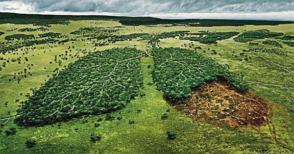 Consequences Of Over-Harvesting & Deforestation [1 min read]