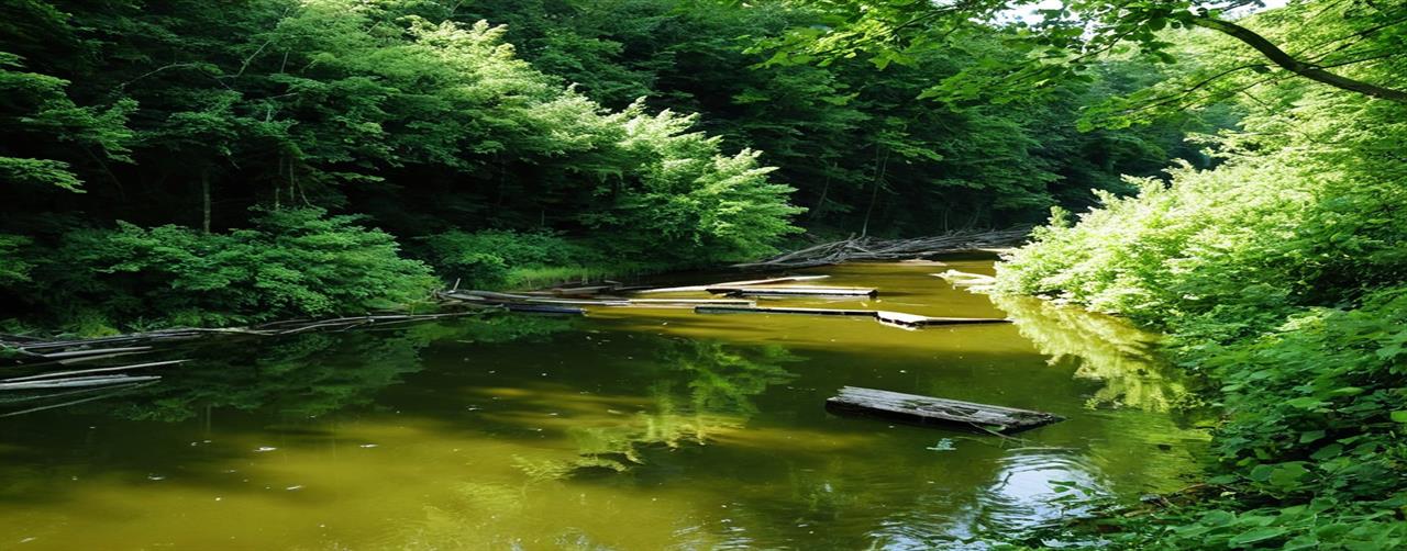 How does water pollution affect biodiversity?